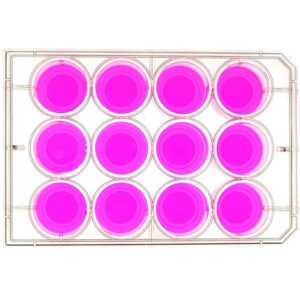 12-well | No. 1.5 Coverslip | 14 mm Glass Diameter | Uncoated • Mattek ...