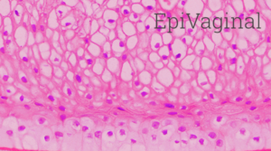 EpiVaginal in vitro 3D Tissues | Mattek - Part of Sartorius