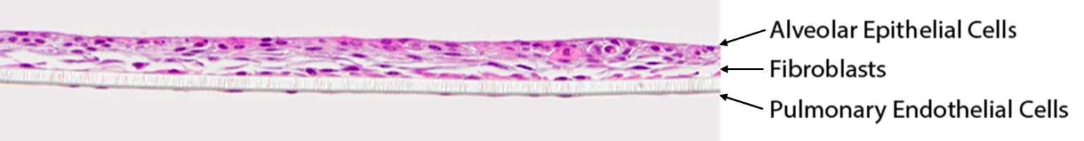 EpiAlveolar 3D in vitro Microtissues | MatTek Life Sciences