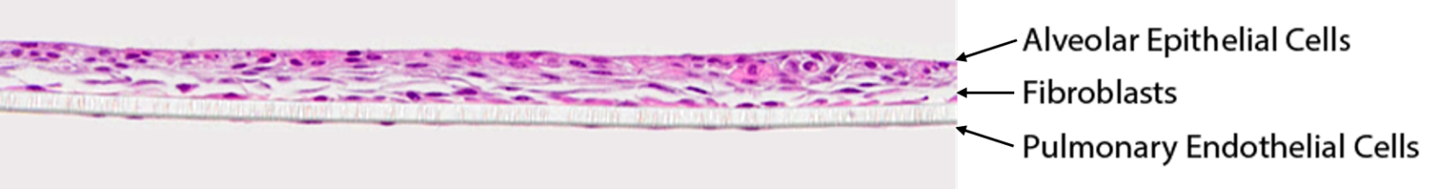 Lung Cell Culture Models • MatTek Life Sciences