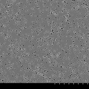 PermaCell Cell Culture Inserts | PC | 8μm | Mattek - Part of Sartorius