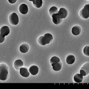 PermaCell Cell Culture Inserts | PC | 8μm | Mattek - Part of Sartorius