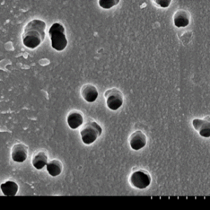 PermaCell Cell Culture Inserts | PET | 0.4μm | Mattek - Part of Sartorius